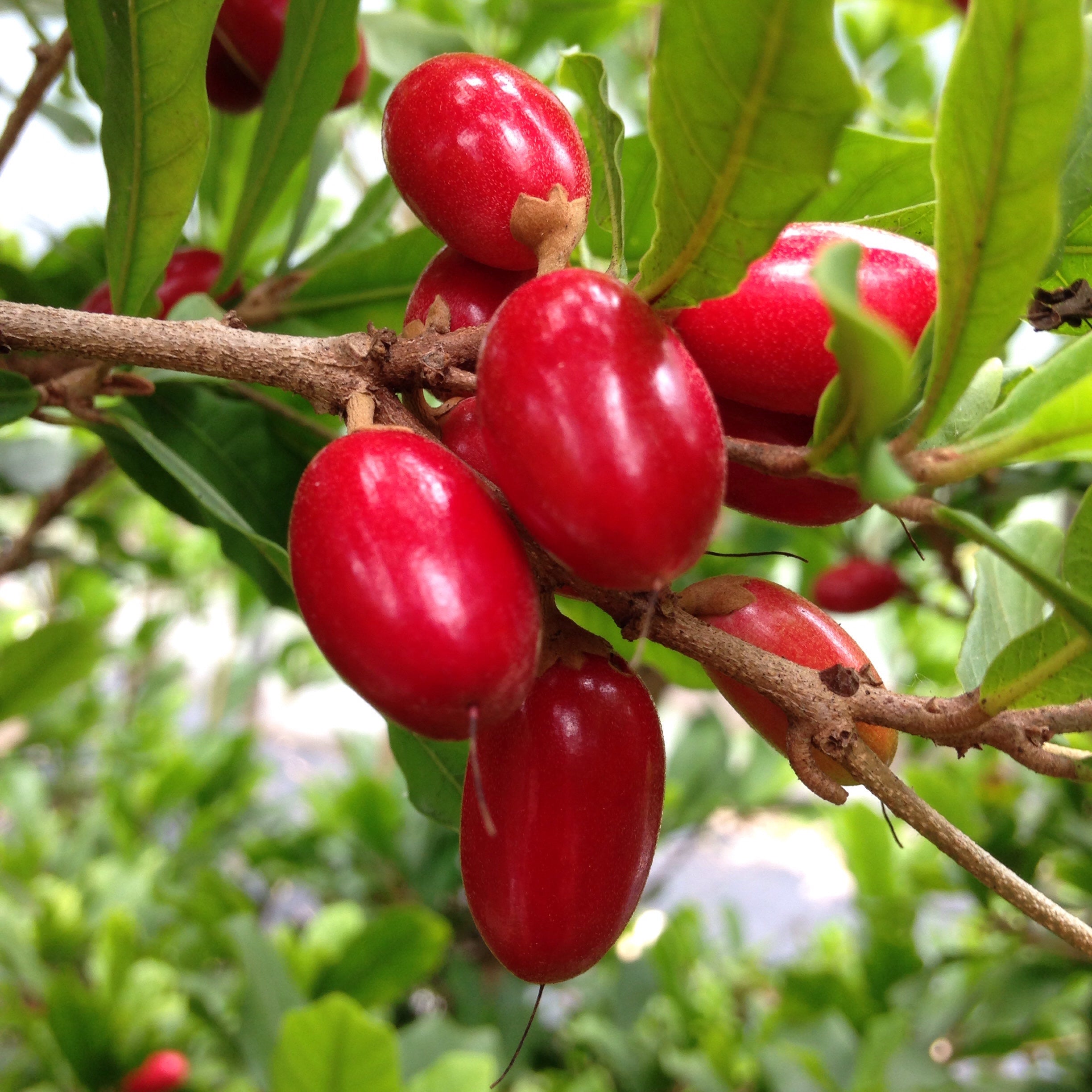 Buy Miracle Fruit trees - Delivered to your door! – Ross Creek Tropicals