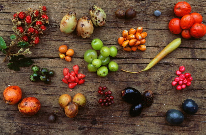 Buy Australian Native Fruit trees - Delivered to your door! – Ross ...