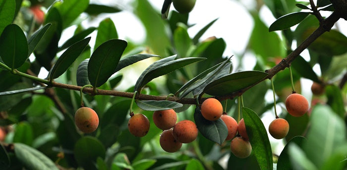 Buy Imbe Fruit trees - Delivered to your door! – Ross Creek Tropicals