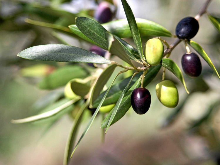 Buy Olive Fruit trees - Delivered to your door! – Ross Creek Tropicals
