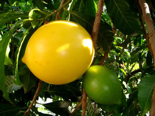 Buy Fruit trees for the Sub-Tropics -Delivered to your Door – Ross ...