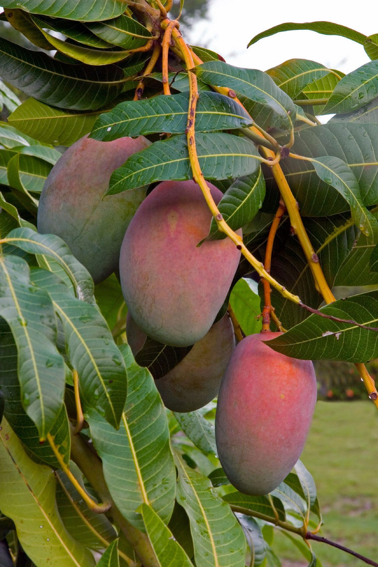 Buy Grafted Mango Trees online - Delivered to your door! – Ross Creek ...