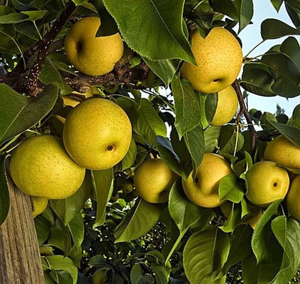 Buy Low Chill Pear Fruit trees - Delivered to your door! – Ross Creek ...