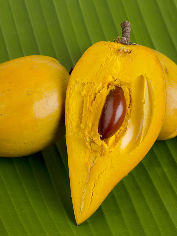 Buy Canistel Fruit trees - Delivered to your door! – Ross Creek Tropicals