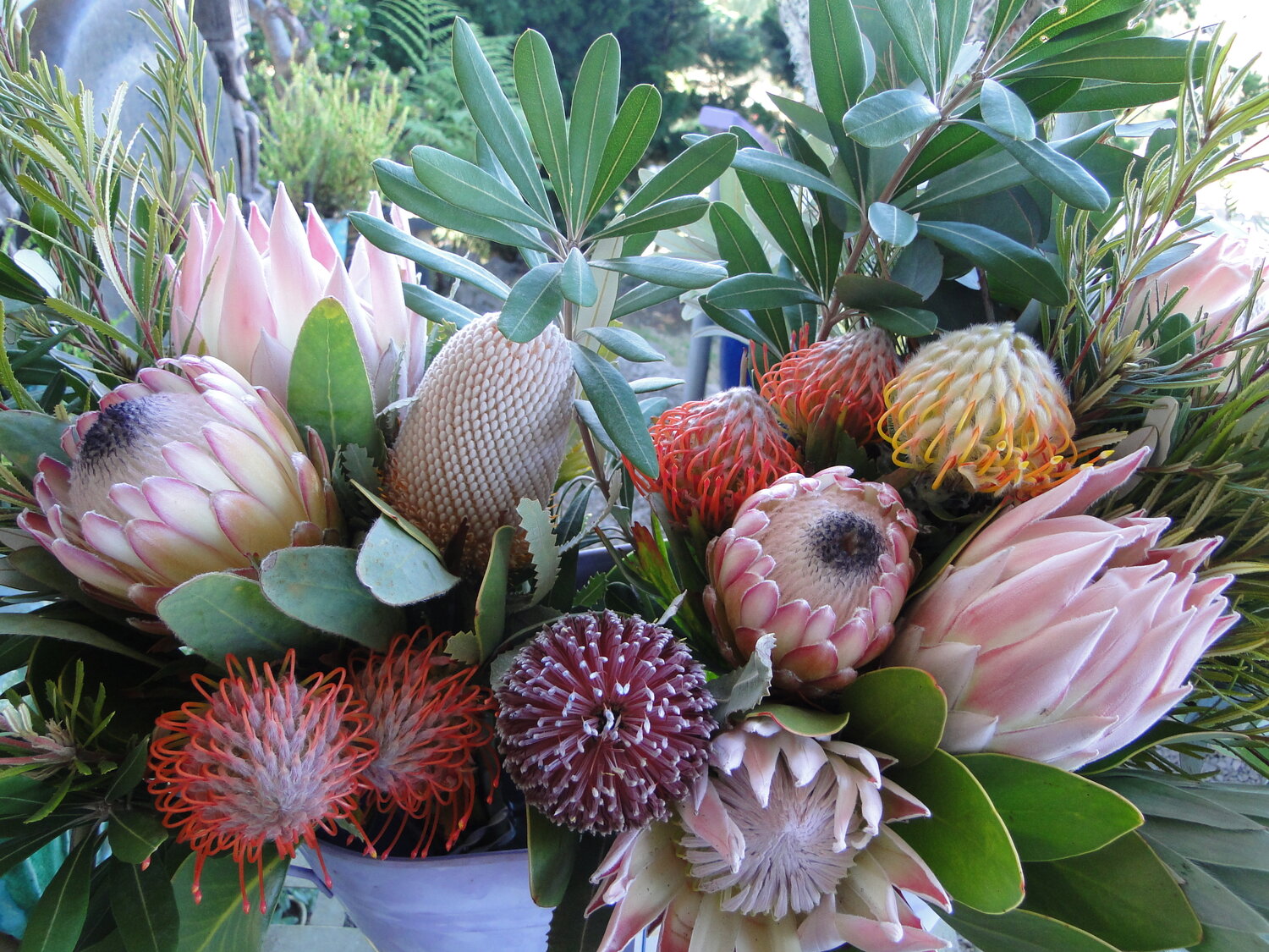 Buy Protea Flora trees - Delivered to your door! – Ross Creek Tropicals