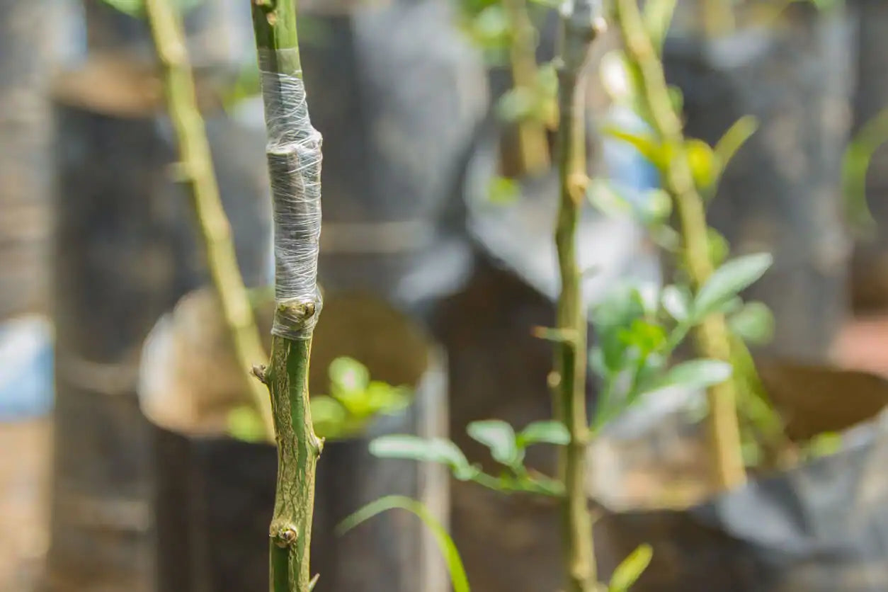 Buy Rootstock plants for grafting at home Citrus, Apples and pear ...