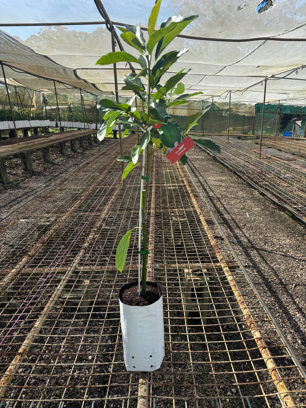 Buy Jala Avocado Tree - Giant Avocado – Ross Creek Tropicals