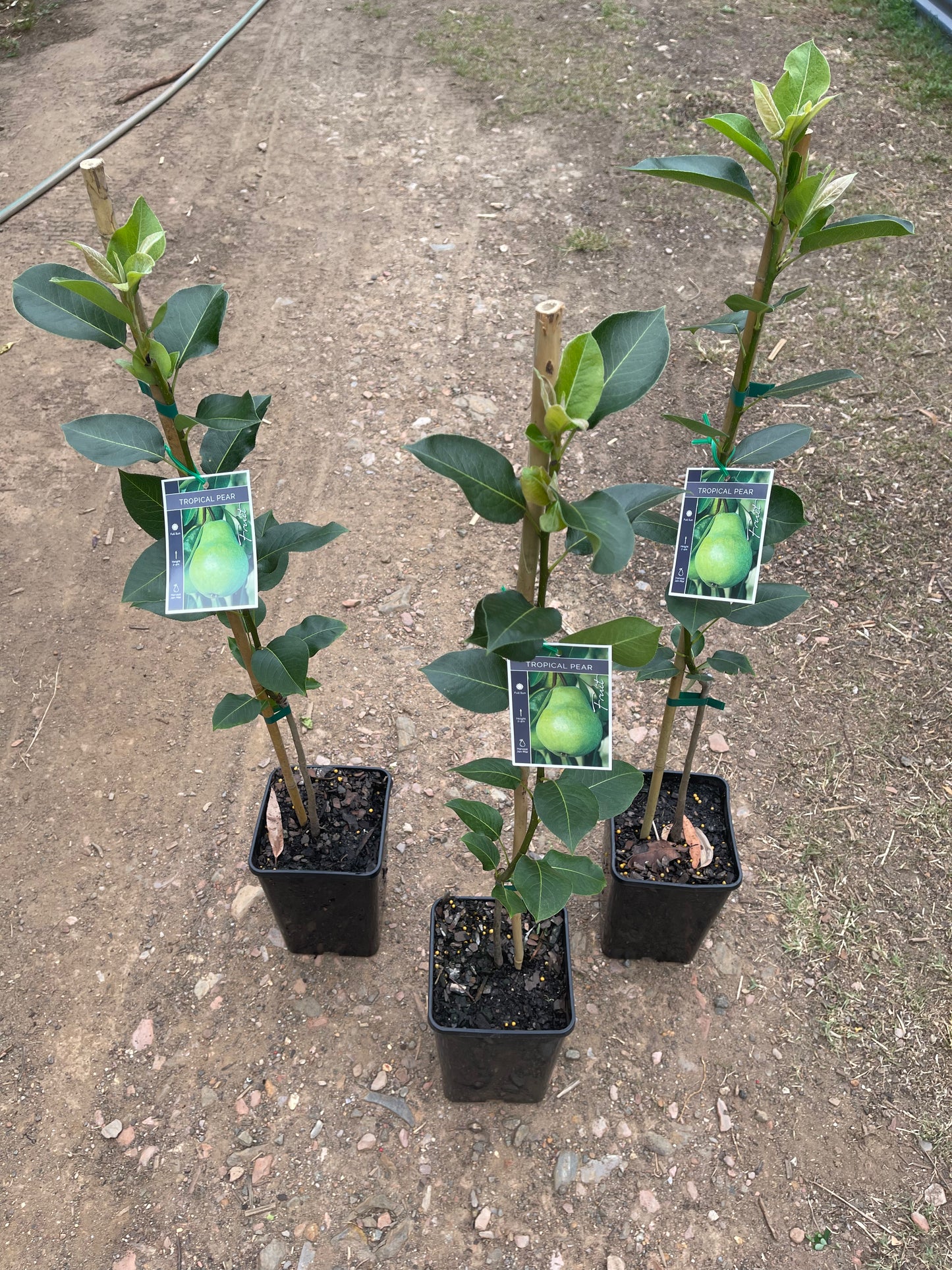 Buy Low Chill Flordahome Pear 5l delivered to your door! – Ross Creek ...