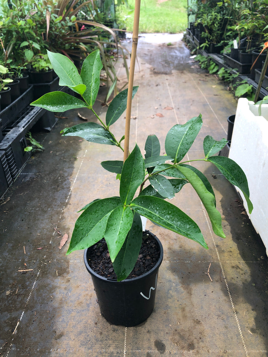 Buy Wax Jambu Fruit trees - Delivered to your door! – Ross Creek Tropicals