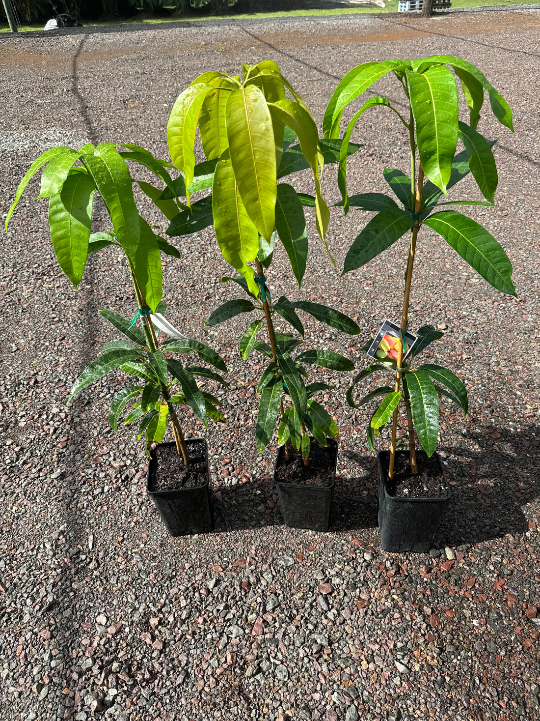 Buy Golden Queen / Taiwan Gold mango tree Australia. – Ross Creek Tropicals