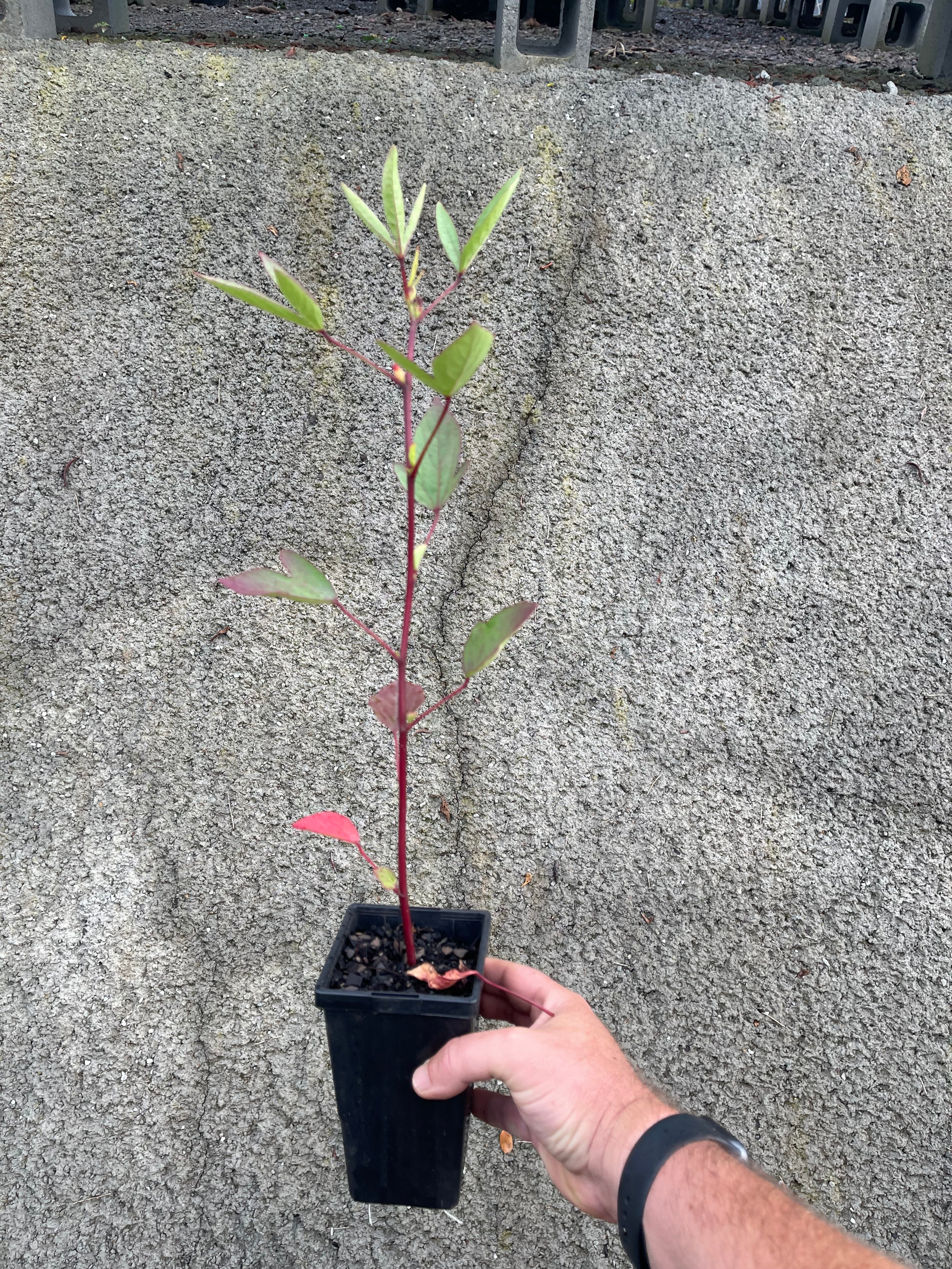 Rosella – Ross Creek Tropicals