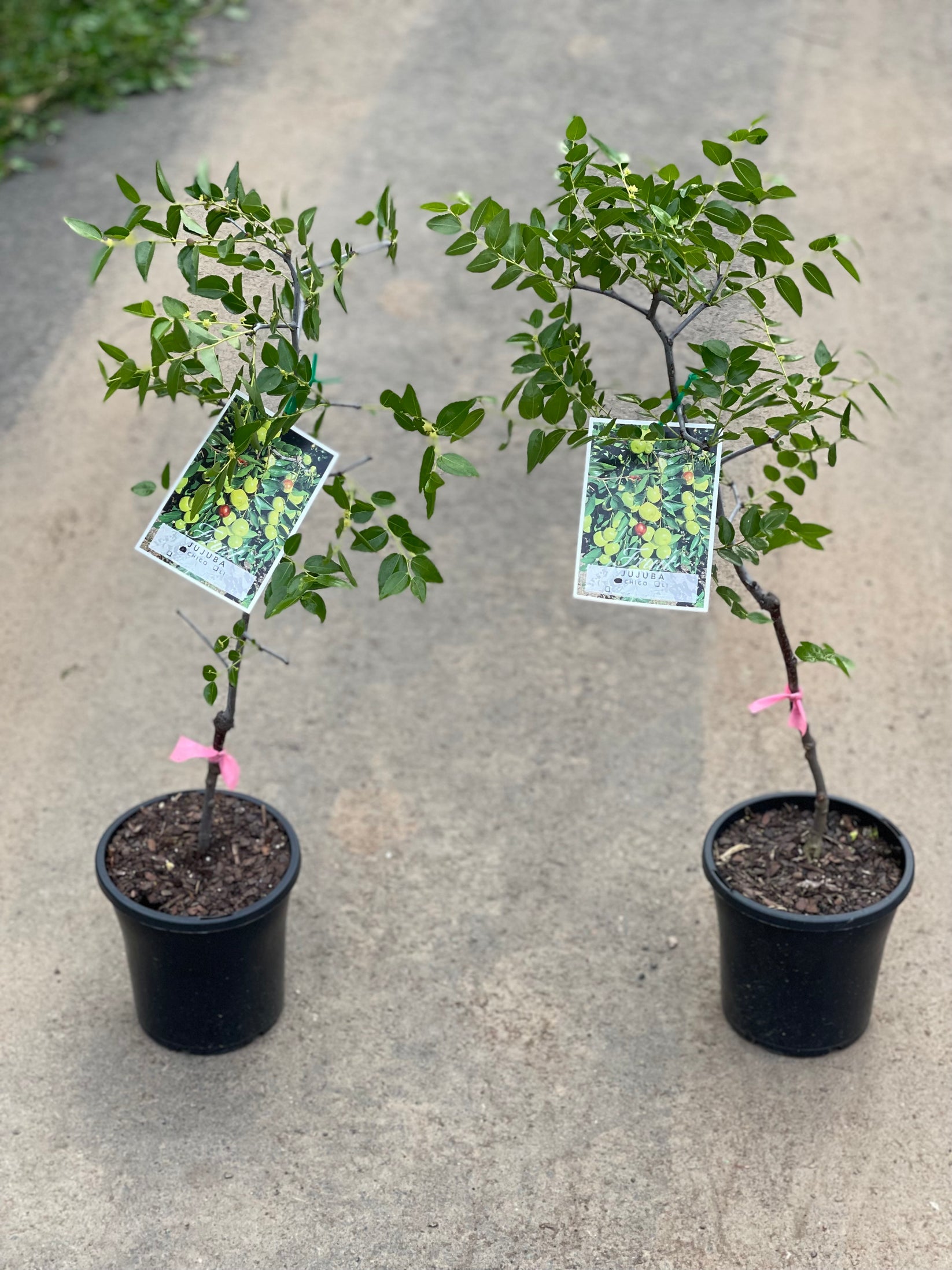 Jujube - Chico – Ross Creek Tropicals