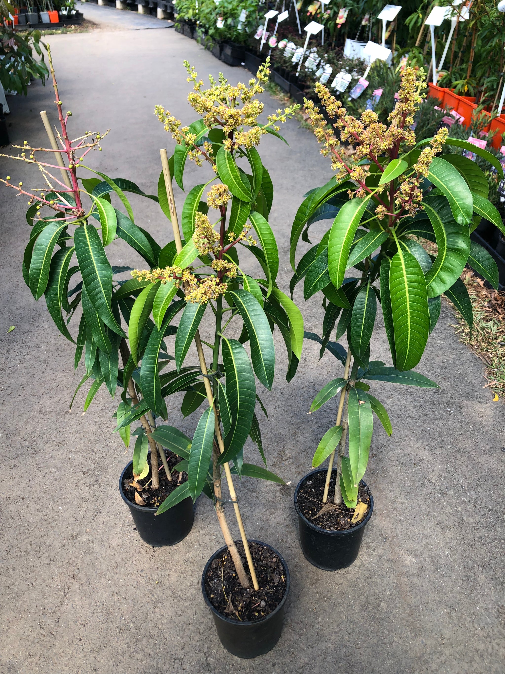 Buy Early gold Mango Tree online - Delivered to your door! – Ross Creek ...