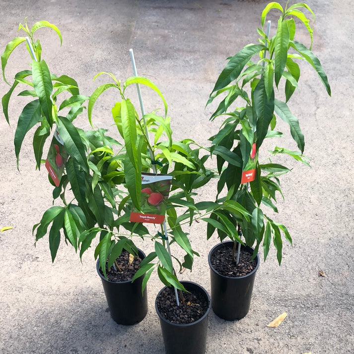 Peach Tropic Beauty – Ross Creek Tropicals