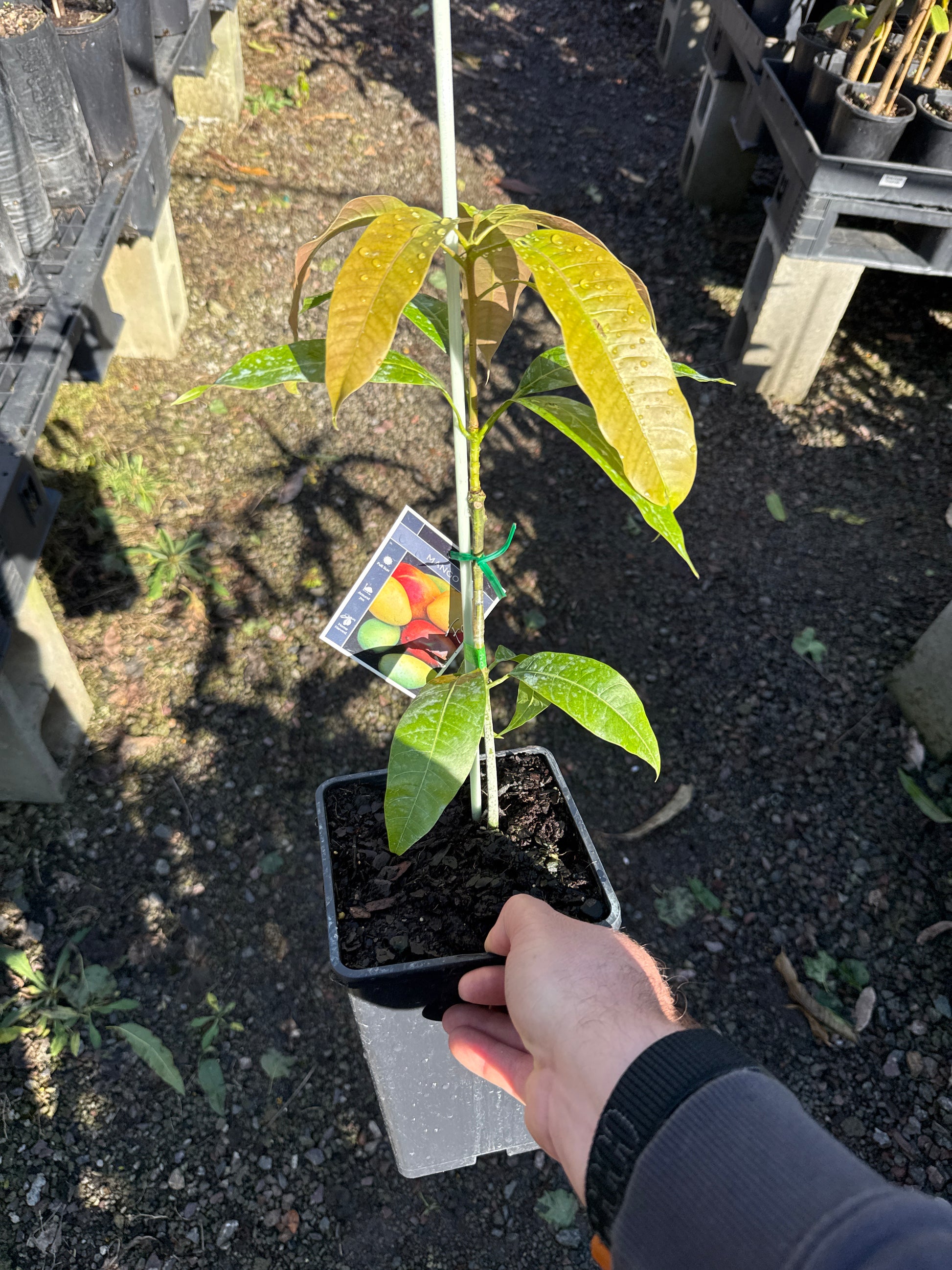 Mango Choc Anon- Miracle Mango – Ross Creek Tropicals