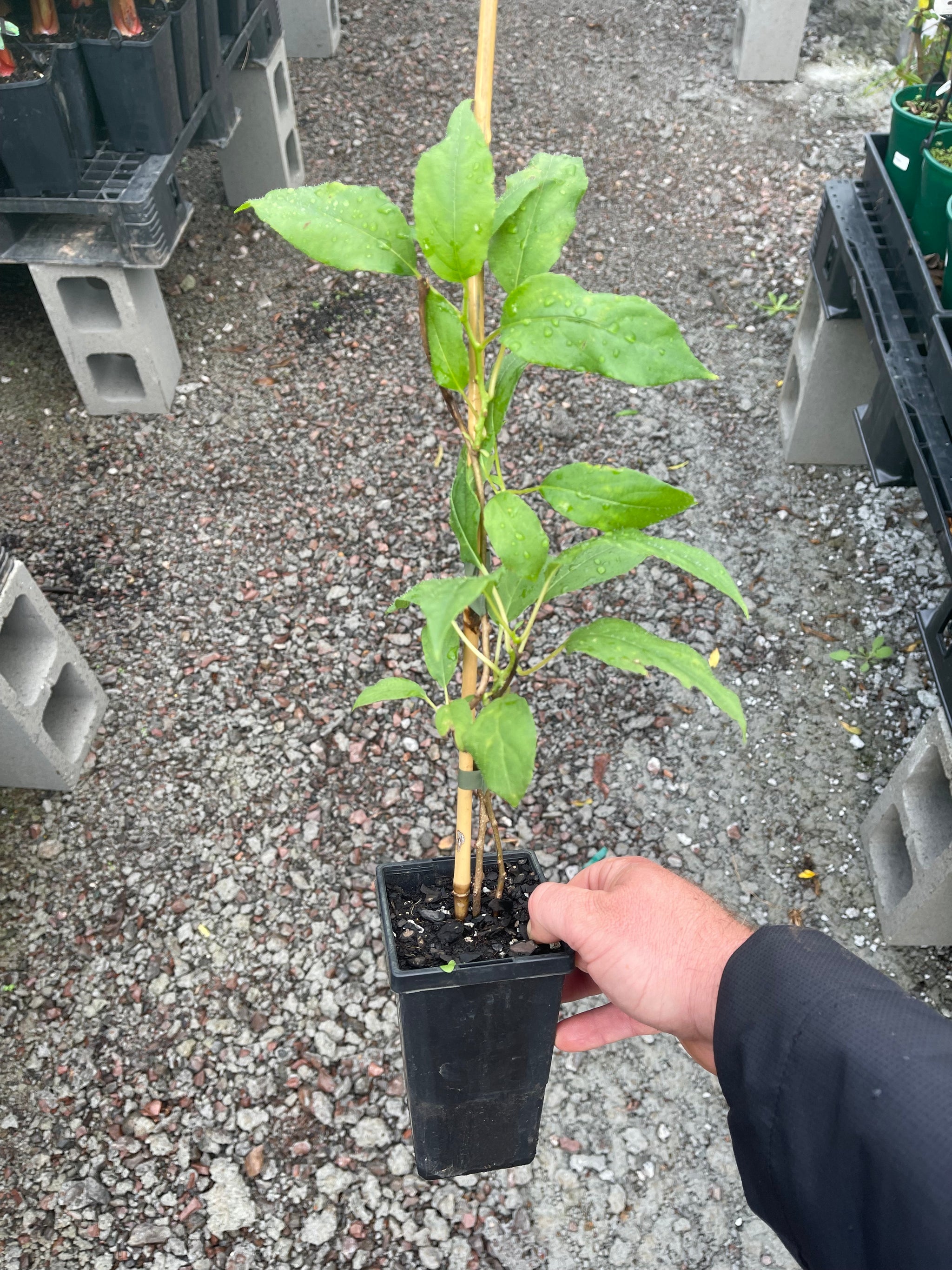 Buy Kiwi Berry plant online - Issai – Ross Creek Tropicals