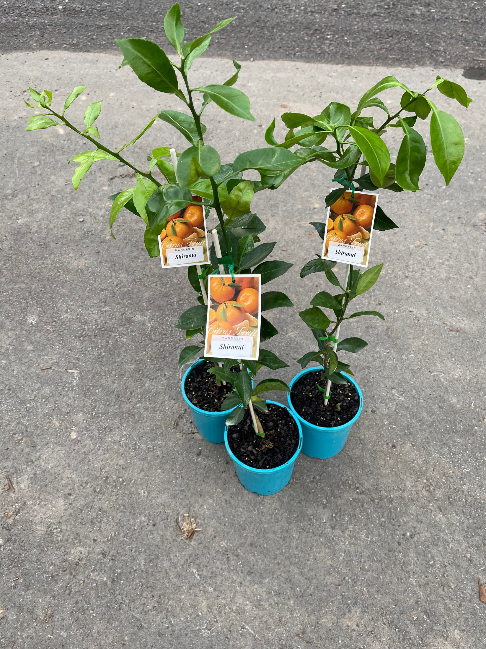 Buy Sumo Mandarin tree - Shiranui (Qld only) – Ross Creek Tropicals