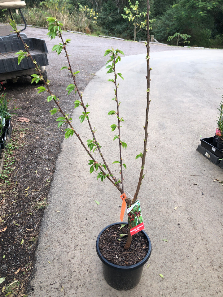 Buy Cherry Fruit trees- Low Chill - Delivered to your door! – Ross ...