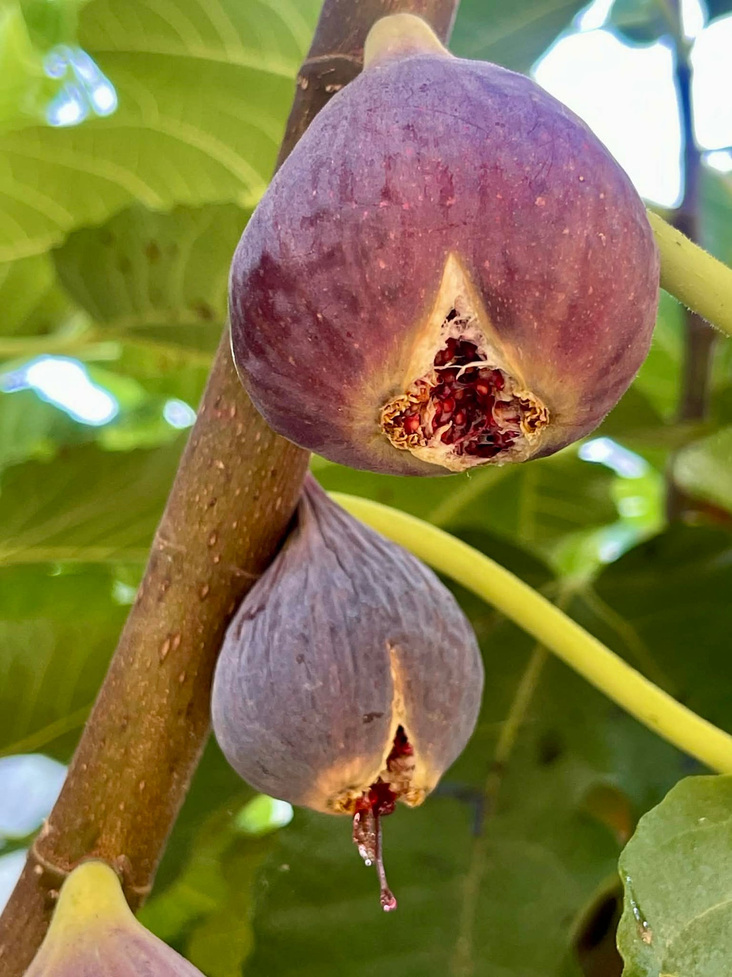 Buy Fig tree - Peter Good – Ross Creek Tropicals