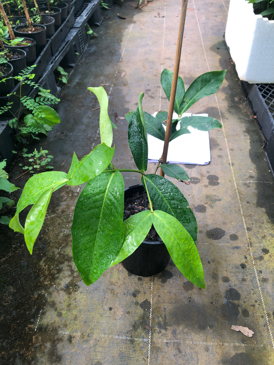 Buy Wax Jambu Fruit trees - Delivered to your door! – Ross Creek Tropicals