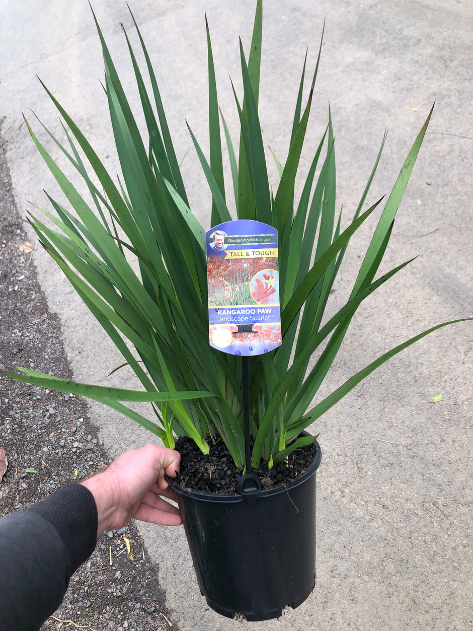 Buy Kangaroo Paw plants online, delivered in Australia – Ross Creek ...