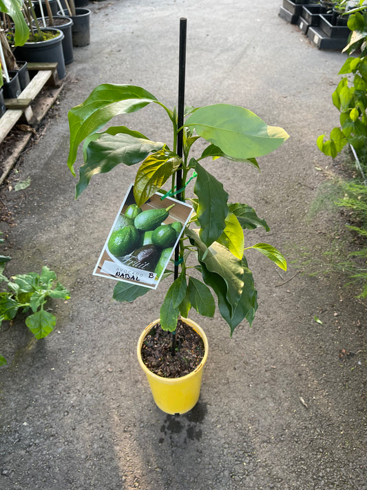 Shop All – Page 25 – Ross Creek Tropicals