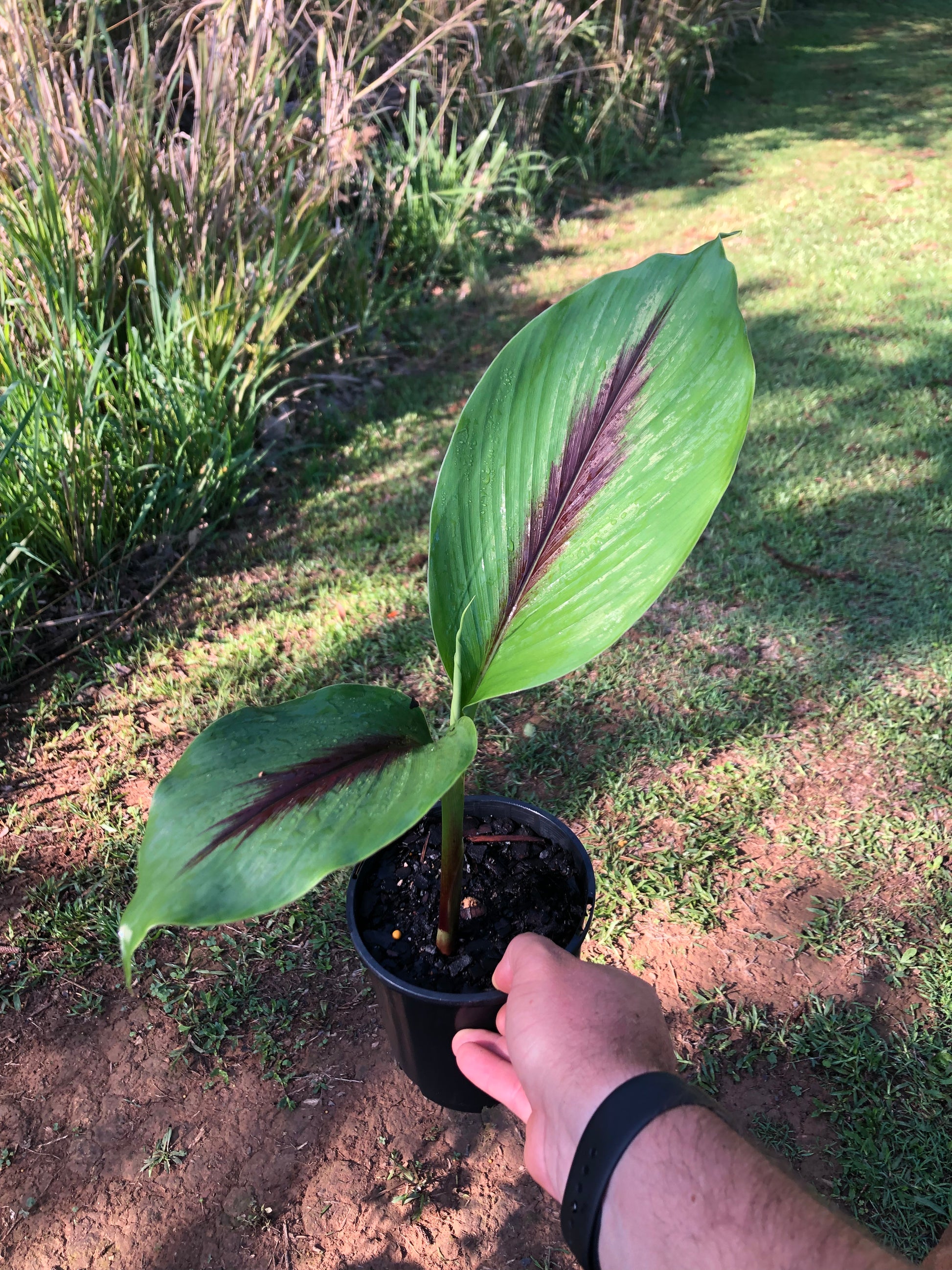 Blue Turmeric – Ross Creek Tropicals