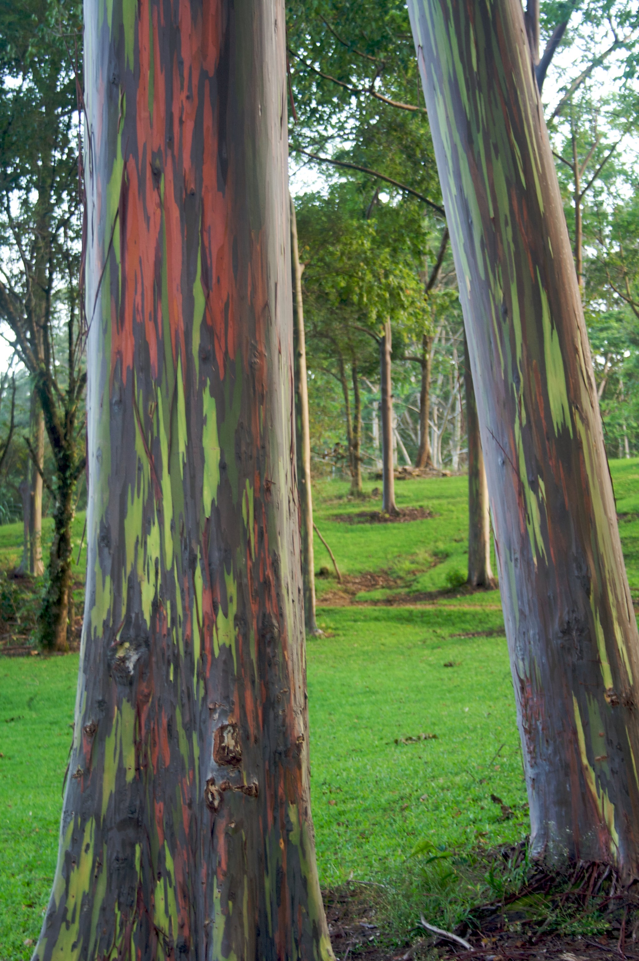 Buy Rainbow Gum Eucalyptus Tree - delivered to your door – Ross Creek ...