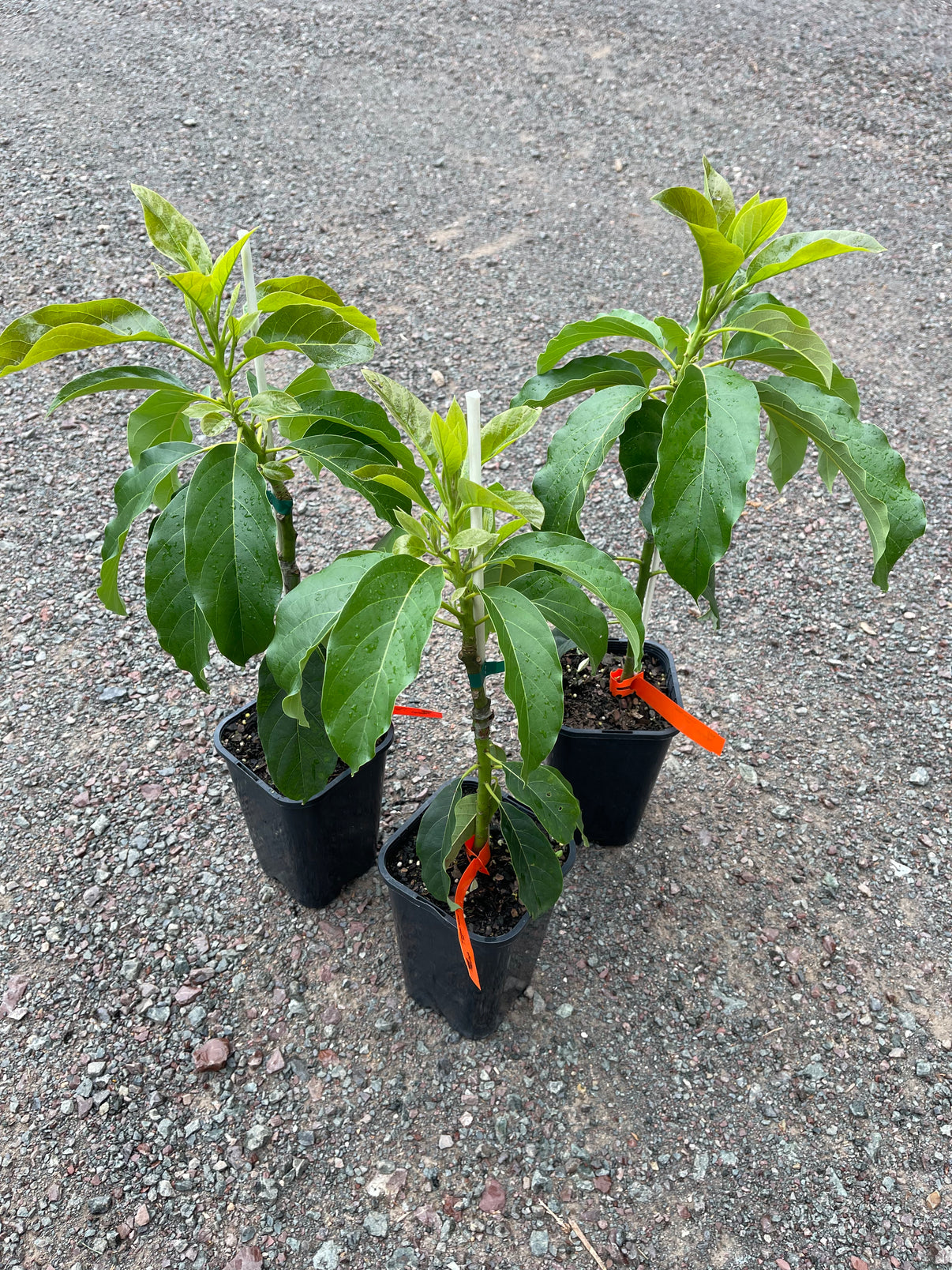 Nabal avocado 2l ( B Type) – Ross Creek Tropicals