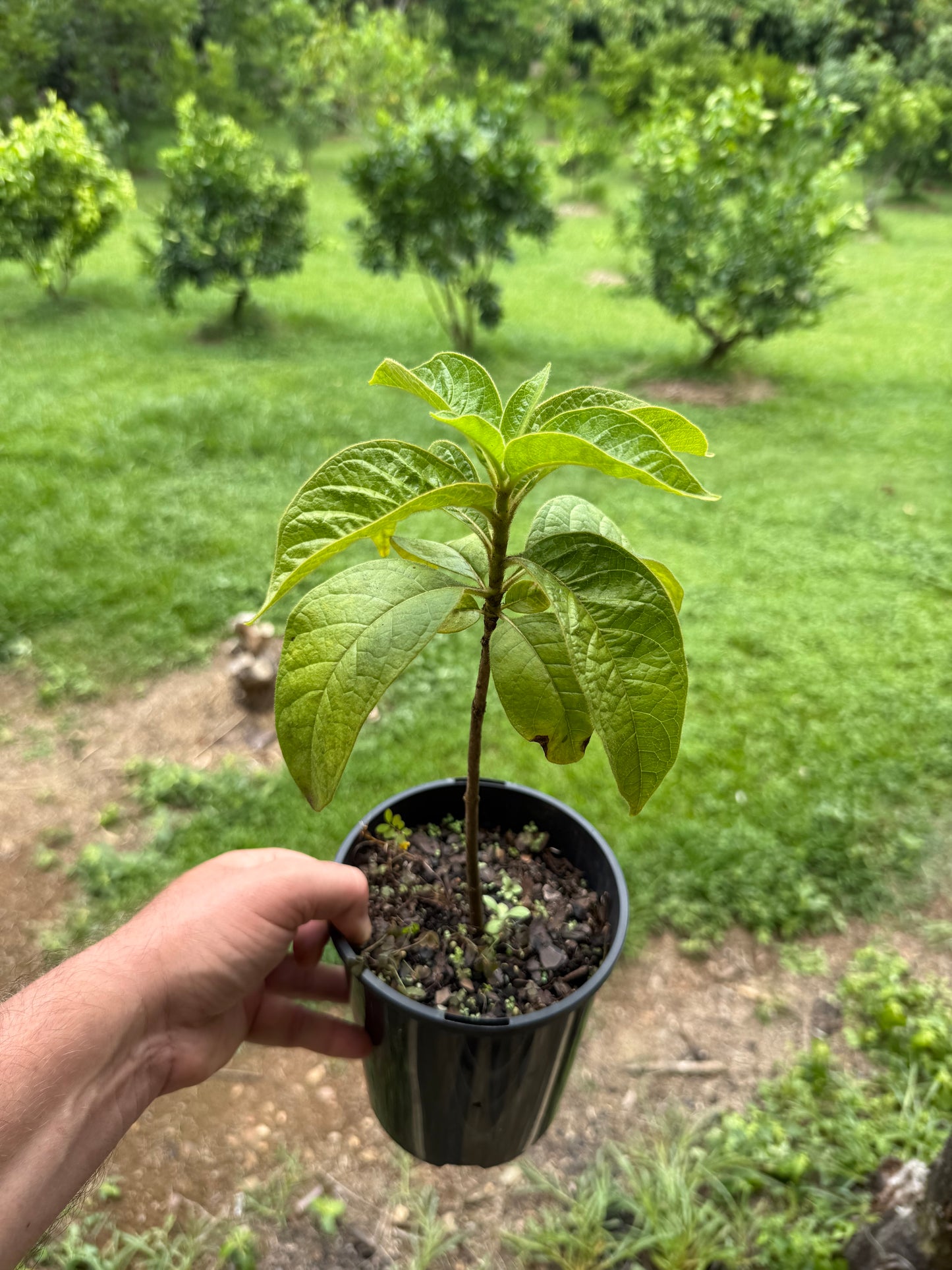 Buy Spanish Tamarind tree online, delivered to your door – Ross Creek ...