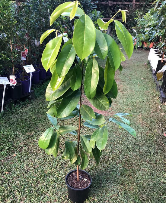 Buy Soursop tree - Golden Soursop – Ross Creek Tropicals