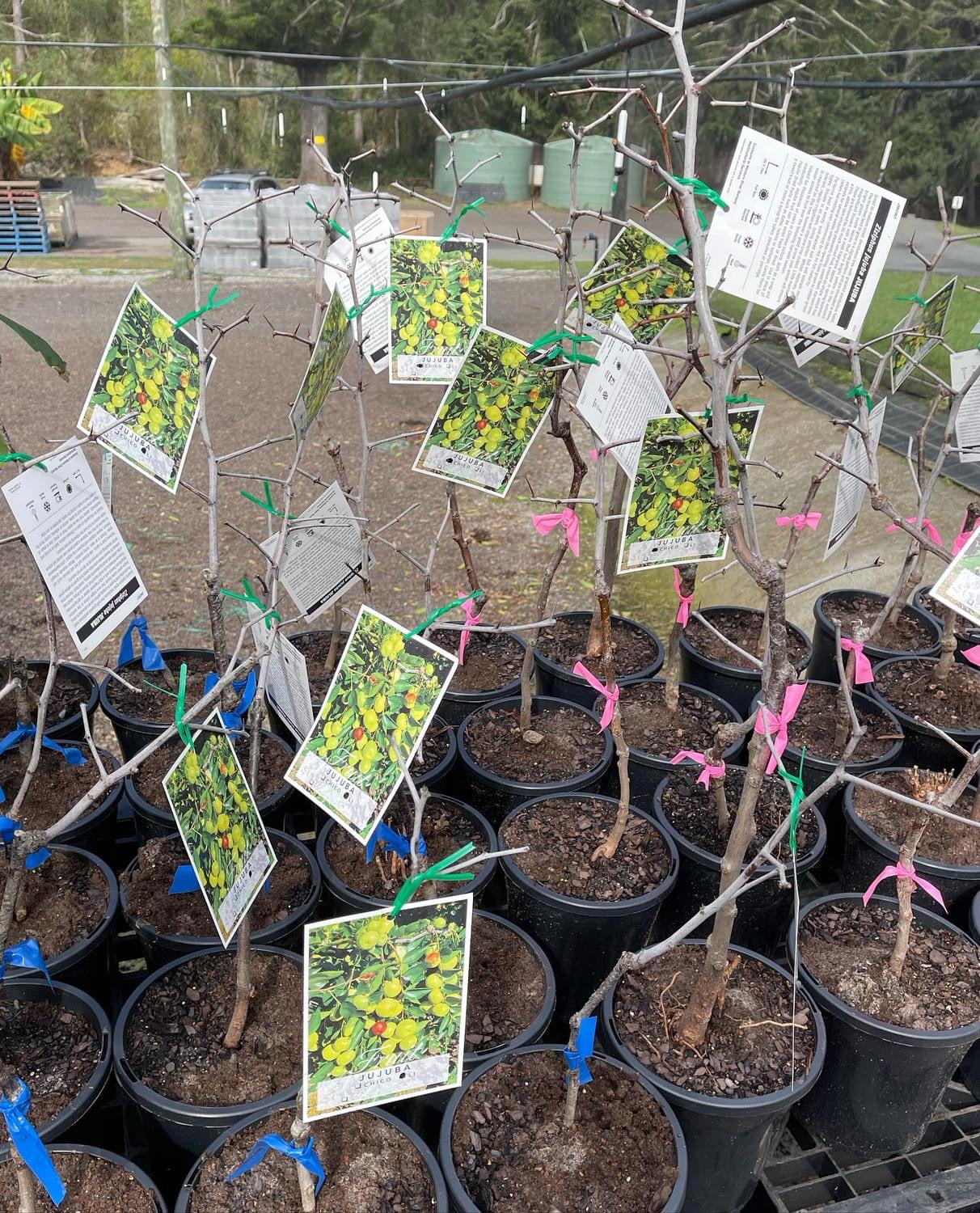 Jujube - Li (Bare Root) – Ross Creek Tropicals