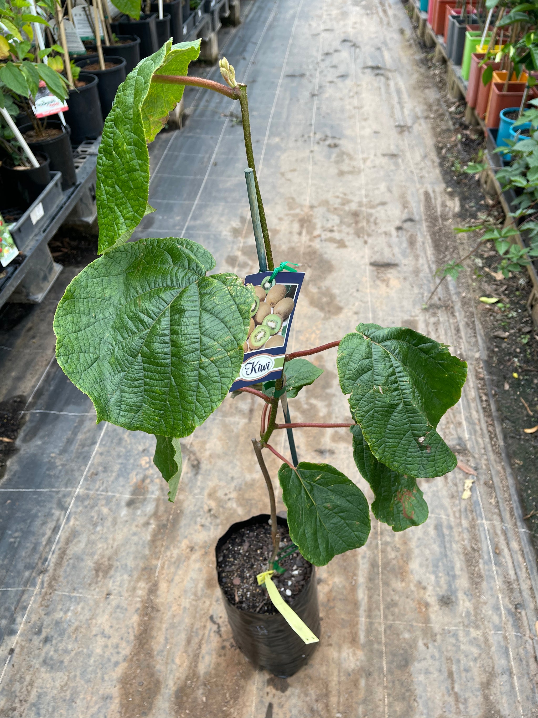 Kiwi Fruit - Hayward Female – Ross Creek Tropicals