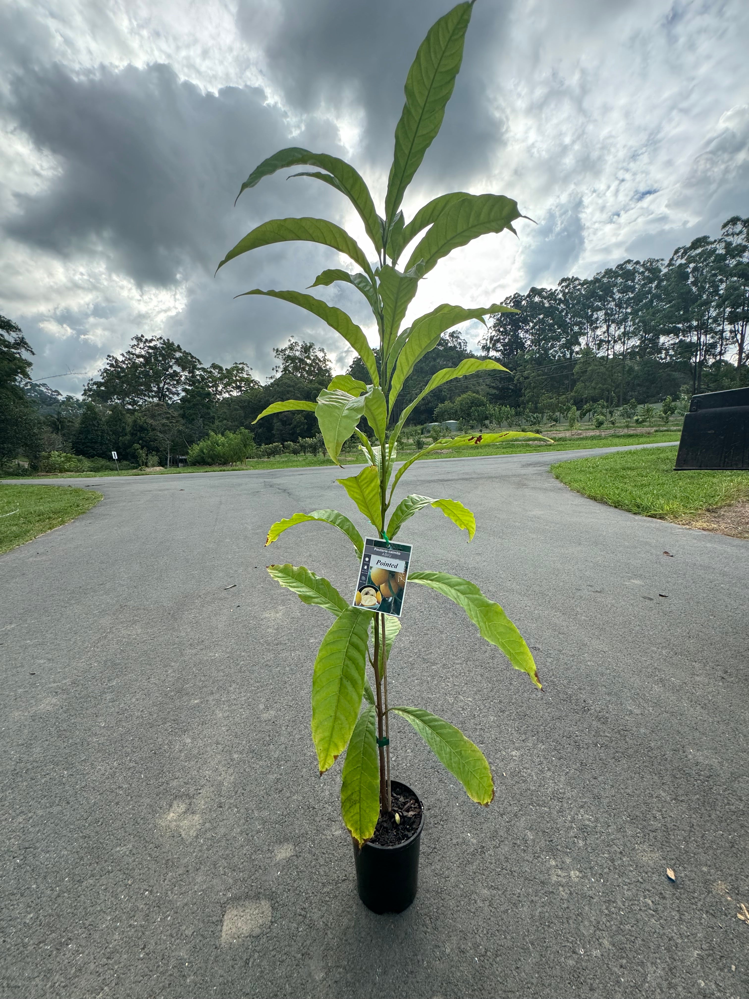 Buy E4 Abiu Tree Online in Australia – Ross Creek Tropicals