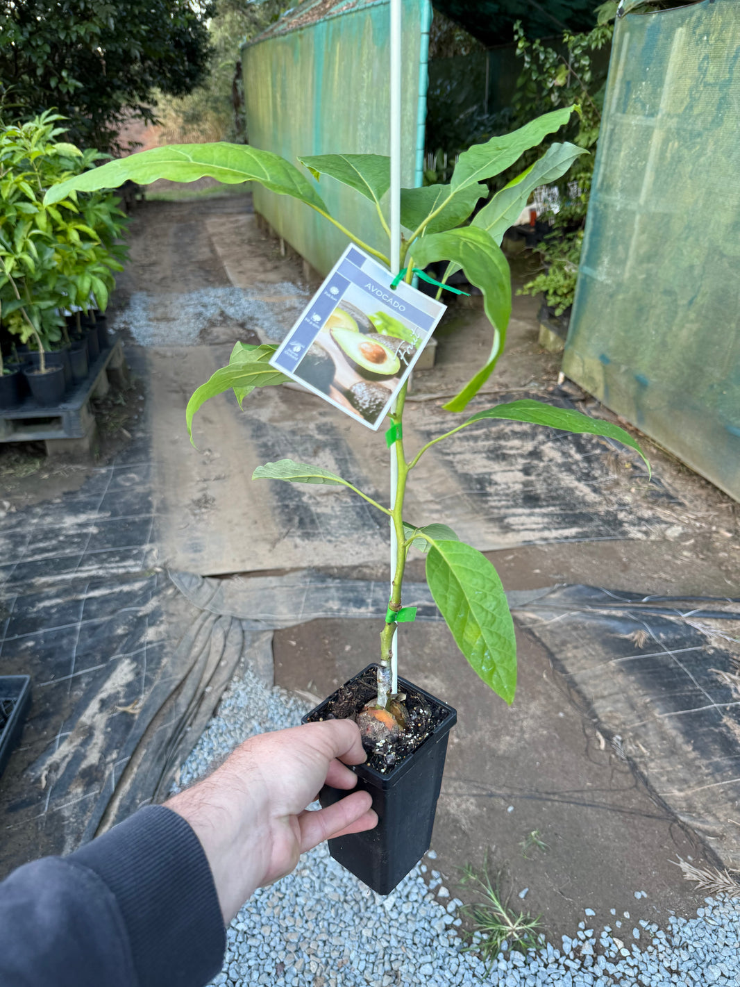 Buy Avocado Fruit trees - Delivered to your door! – Ross Creek Tropicals