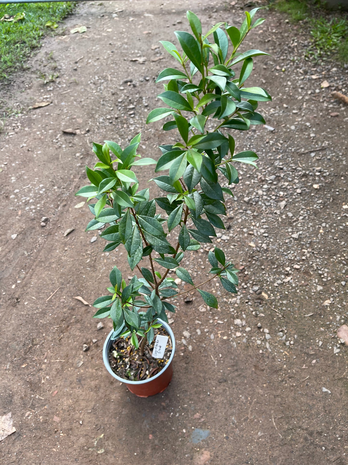 Buy Cherry of the Rio Grande fruit tree online – Ross Creek Tropicals