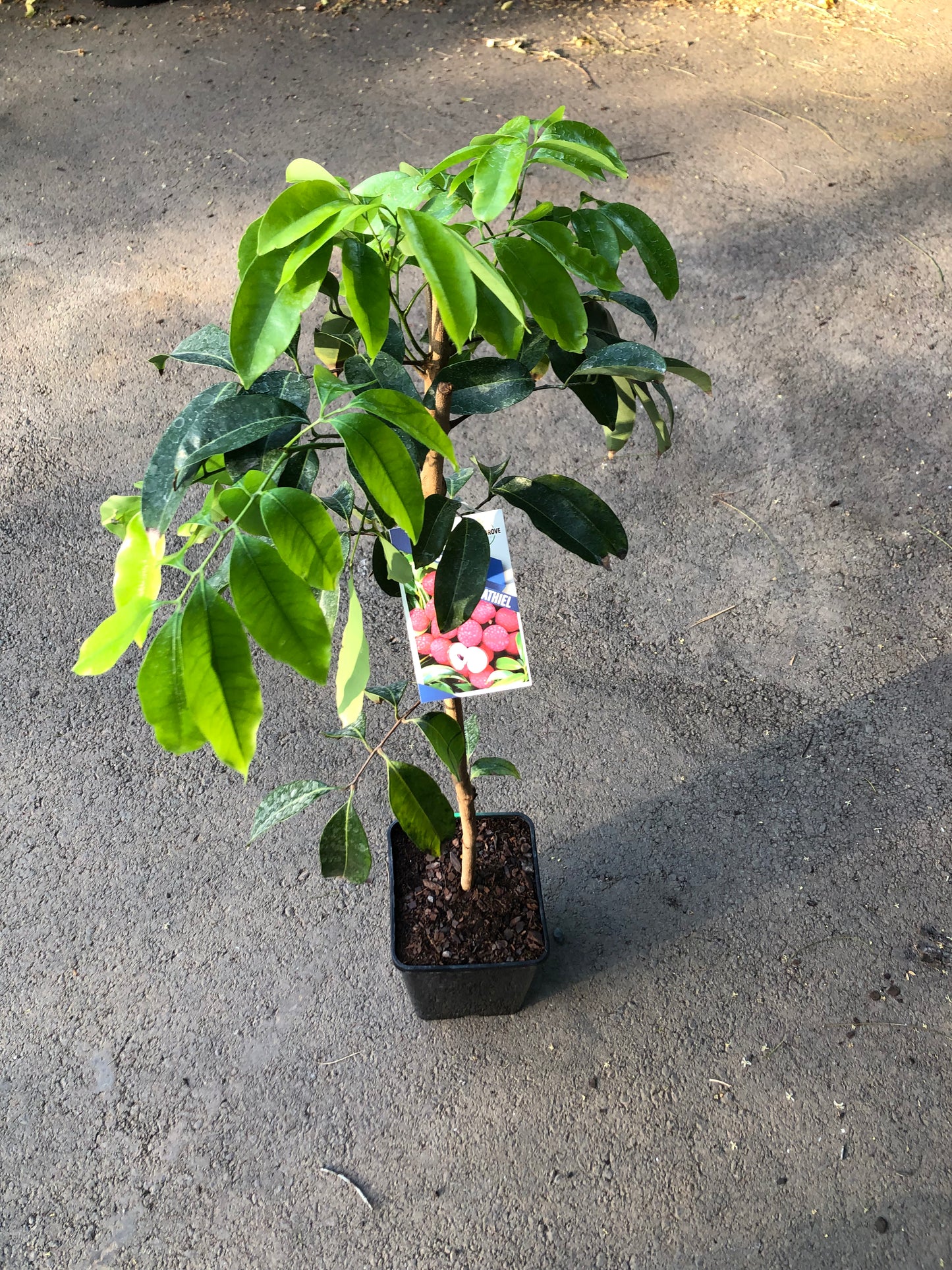 Lychee - Salathiel – Ross Creek Tropicals