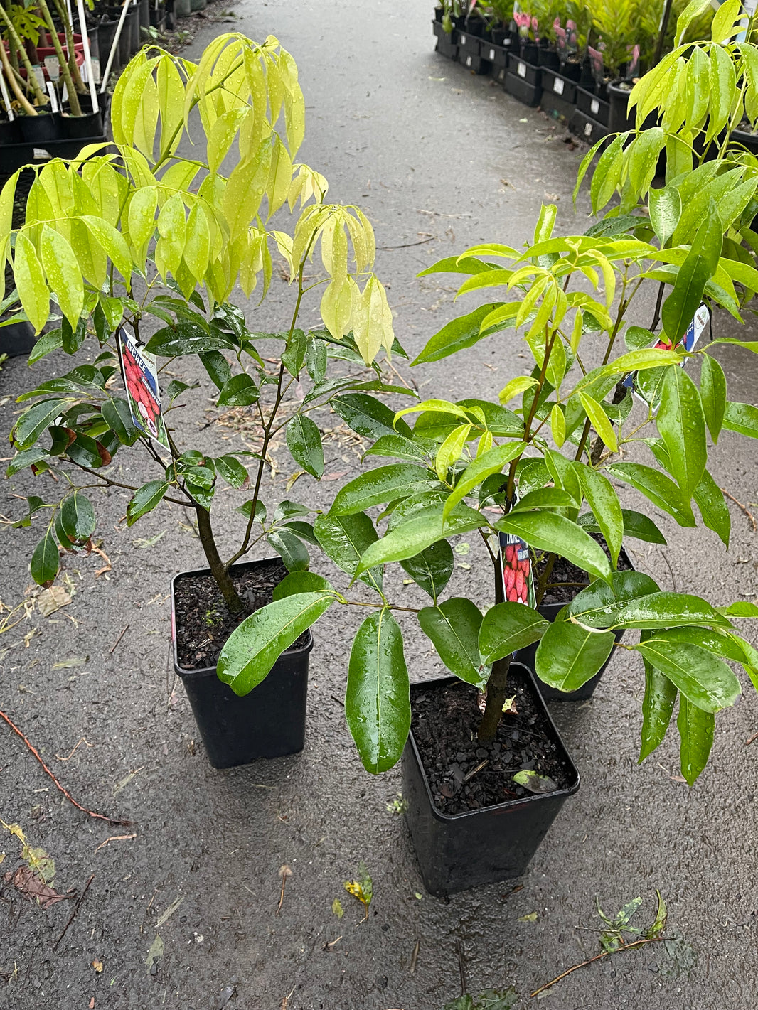 Buy Lychee Fruit trees - Delivered to your door! – Ross Creek Tropicals