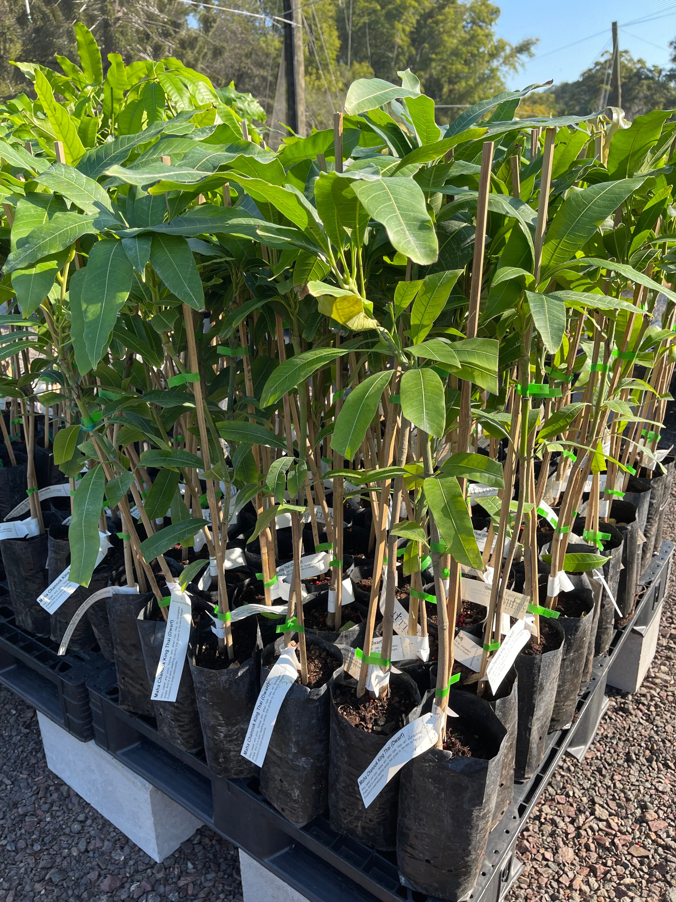 Buy Dwarf King Thai Mango Tree Online delivered to your door! – Ross ...