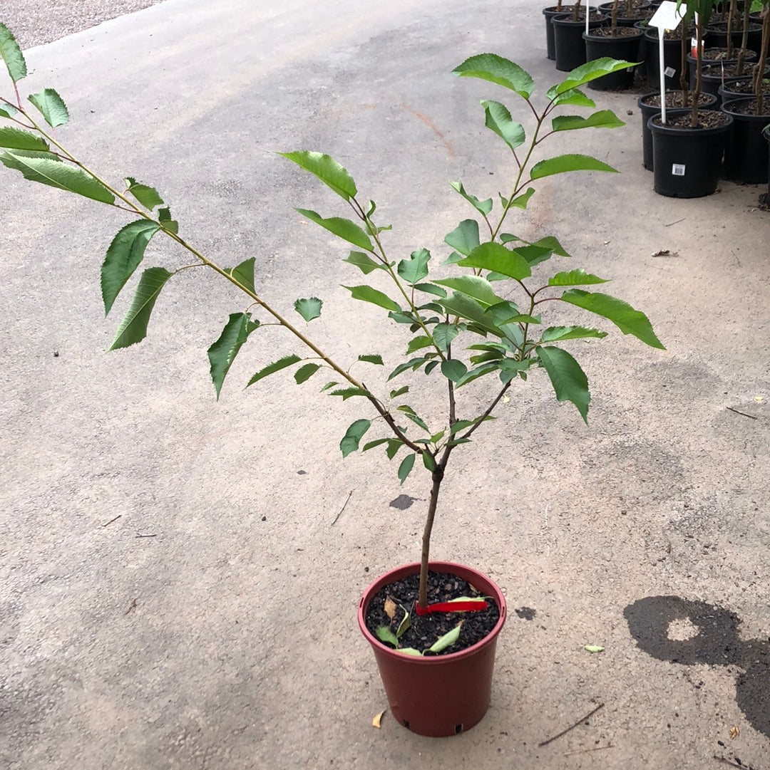 Buy Cherry Fruit trees- Low Chill - Delivered to your door! – Ross ...