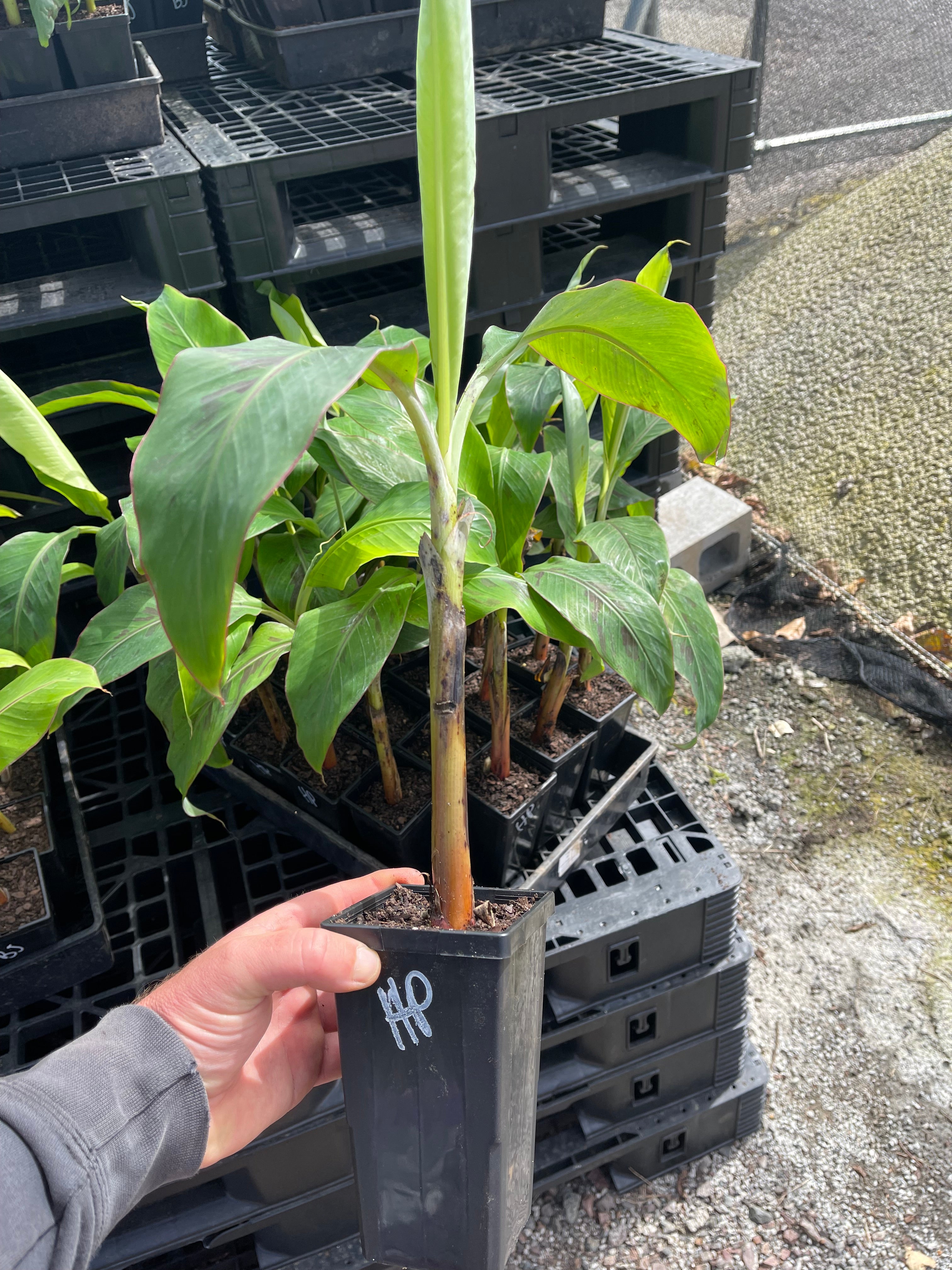 Buy Permaculture Plants online - Delivered to your door! – Ross Creek ...