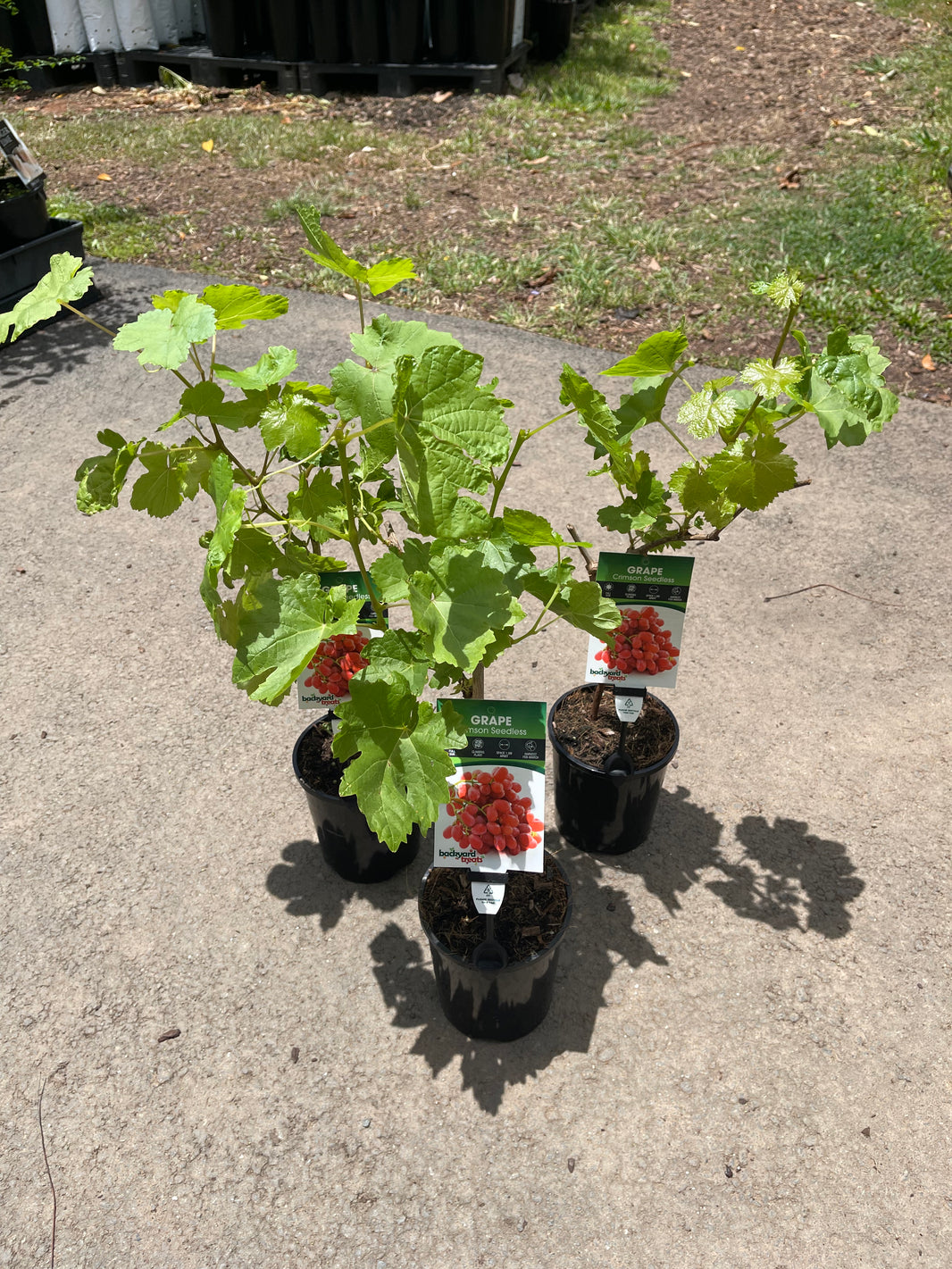 Buy Fruit Trees On Sale While Stocks Last Ross Creek Tropicals Page