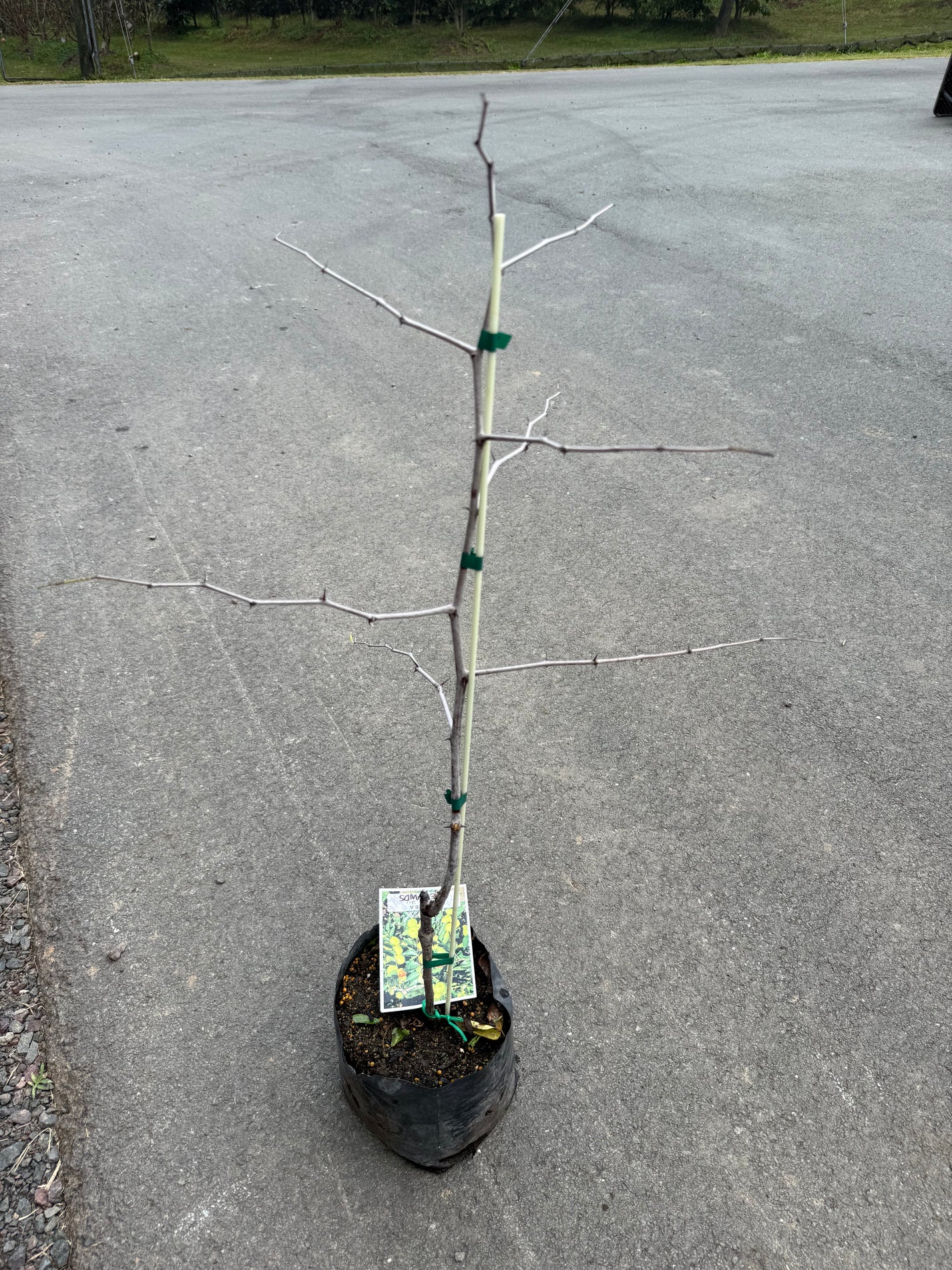 Buy Redlands jujube Tree in Australia – Ross Creek Tropicals