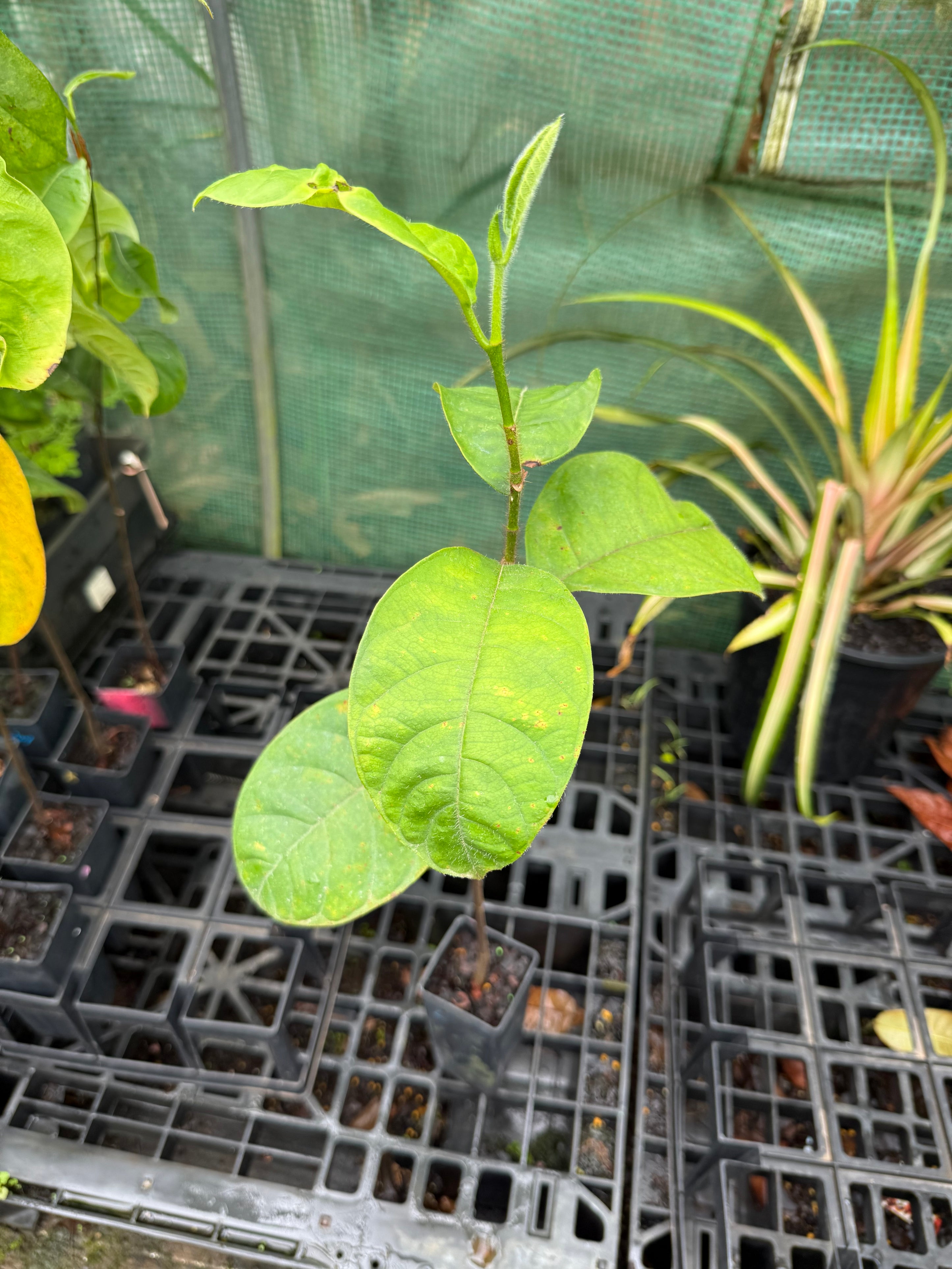 Chempedak 90mm – Ross Creek Tropicals