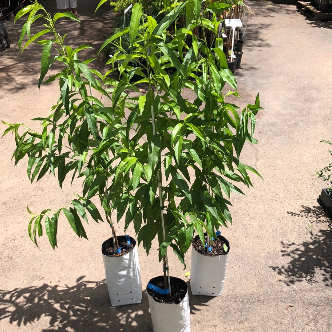 Peachcot Ora A – Ross Creek Tropicals