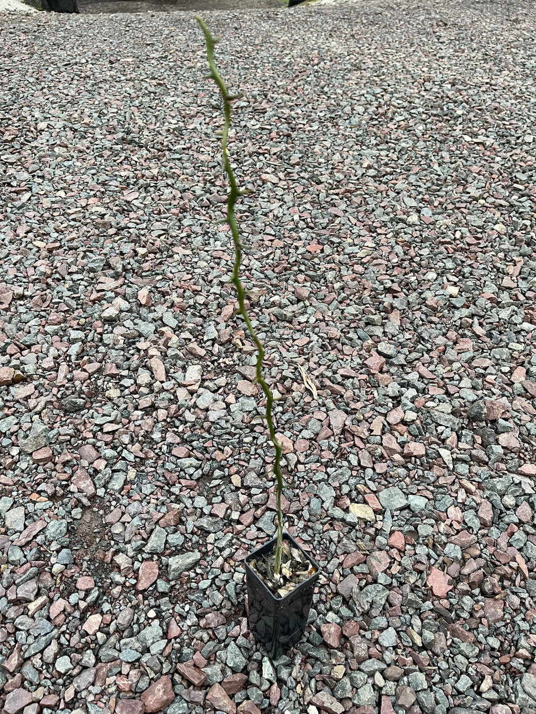 Buy Rootstock plants for grafting at home Citrus, Apples and pear ...