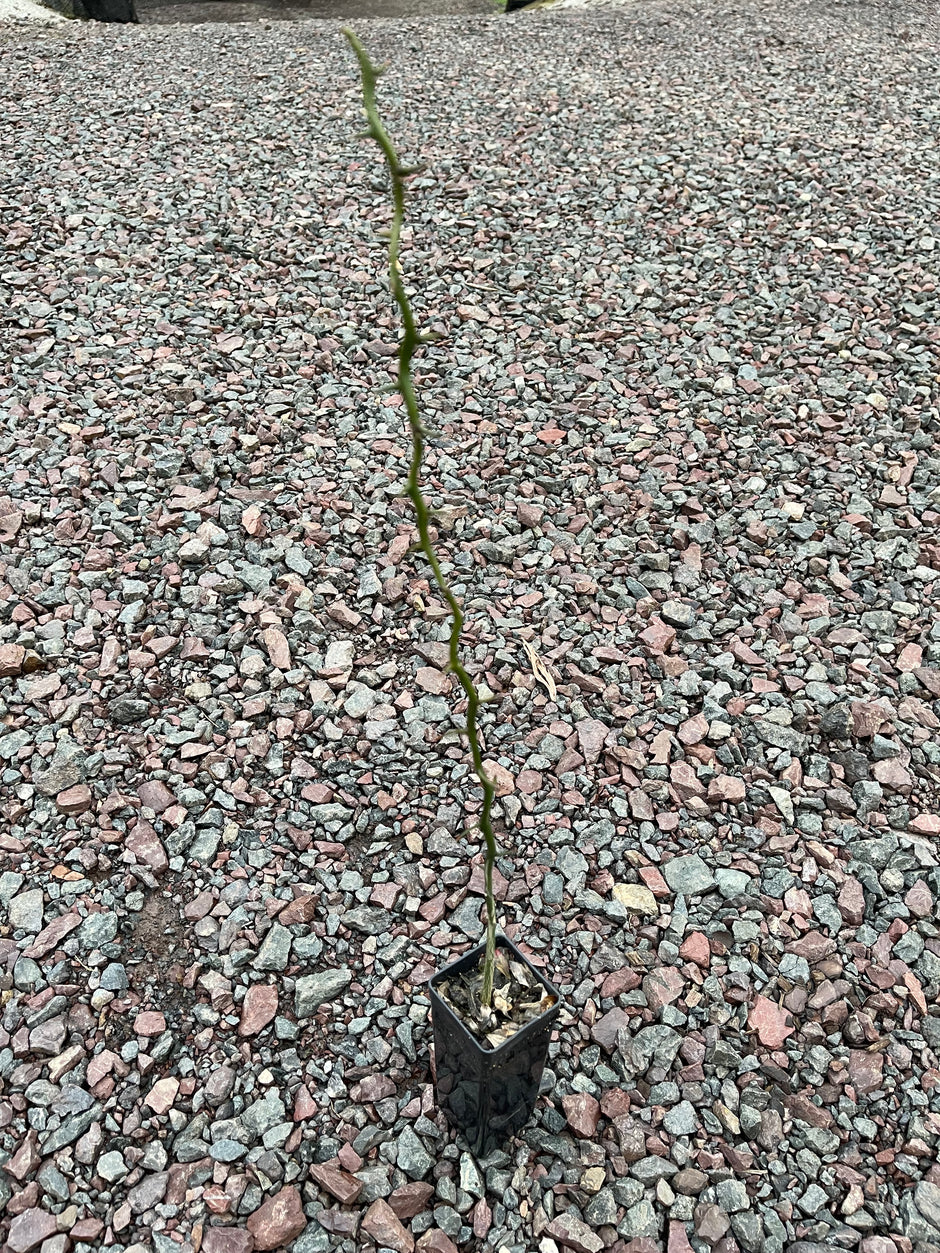 Buy Rootstock plants for grafting at home Citrus, Apples and pear ...