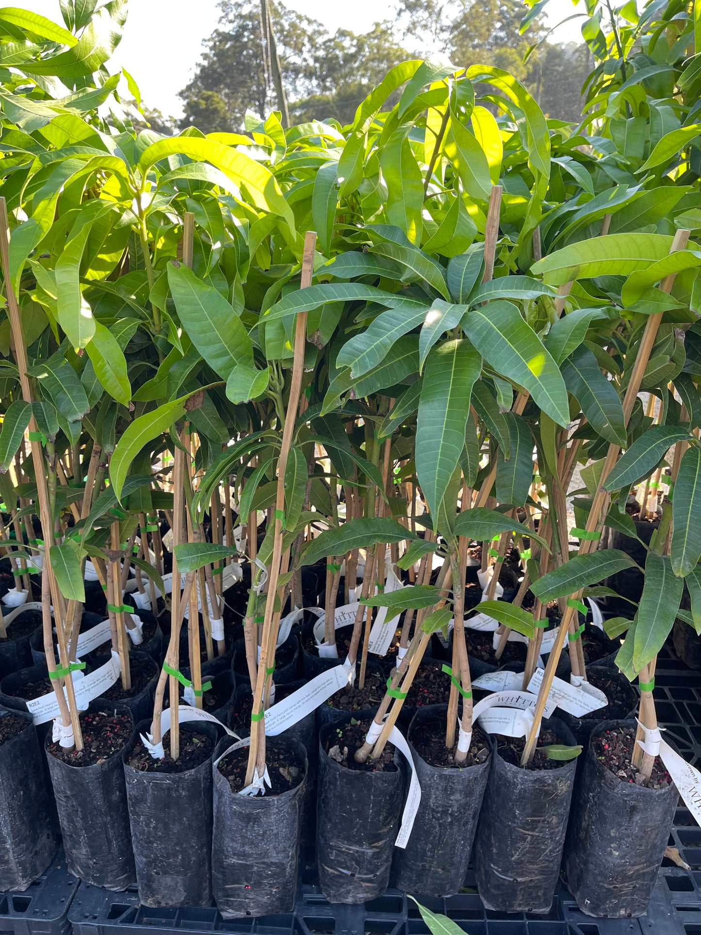 Mango Kensington Pride 5l – Ross Creek Tropicals