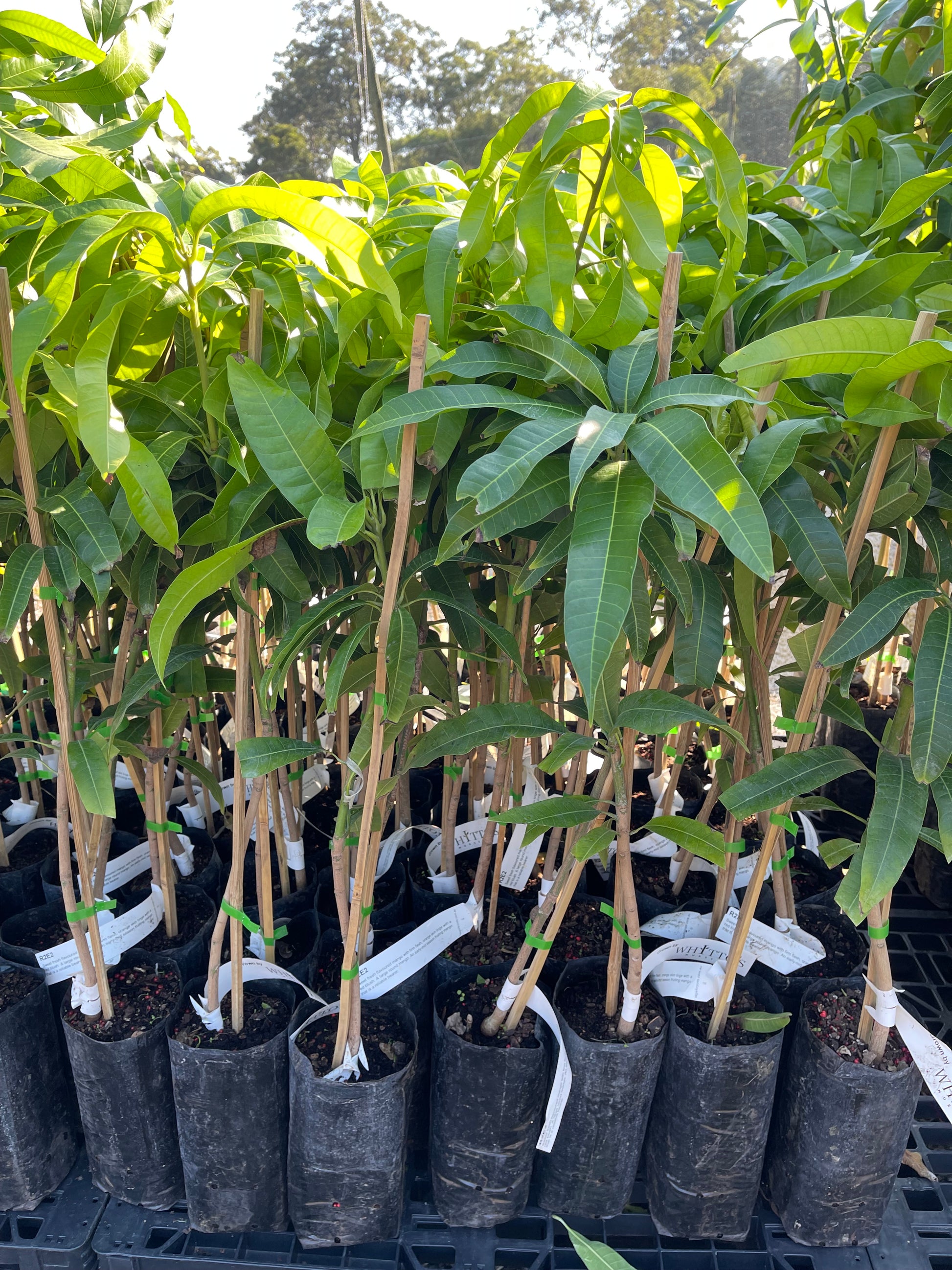 Mango Kensington Pride 5l – Ross Creek Tropicals