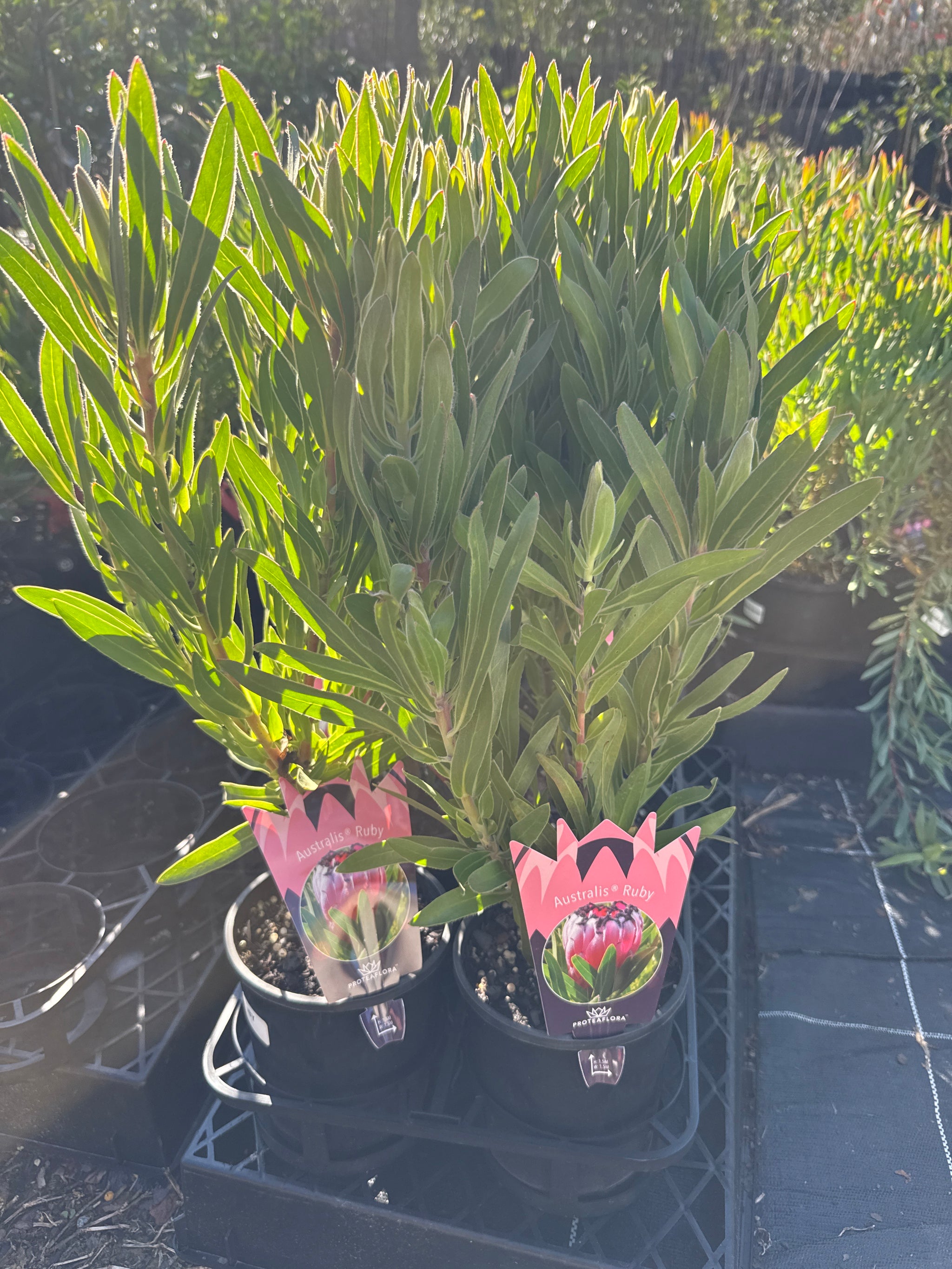 Buy Australis Ruby Protea online – Ross Creek Tropicals